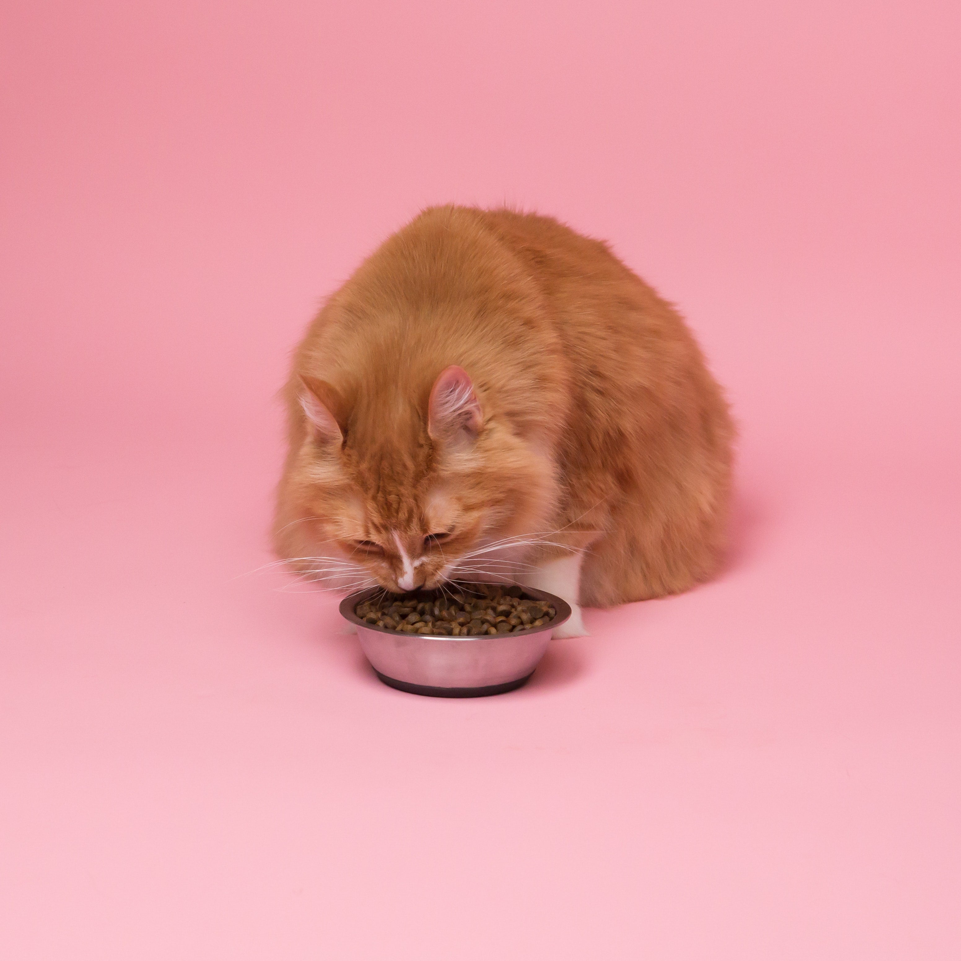 The Dangers Of Overfeeding Your Cat – meowbox