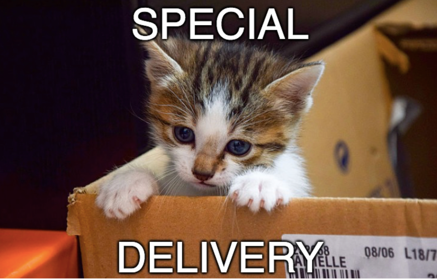 5 Ways to Announce your New Cat or Kitten – meowbox