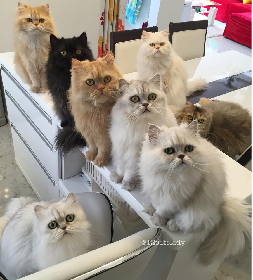 What Life is Really Like Living with 12 Cats – meowbox