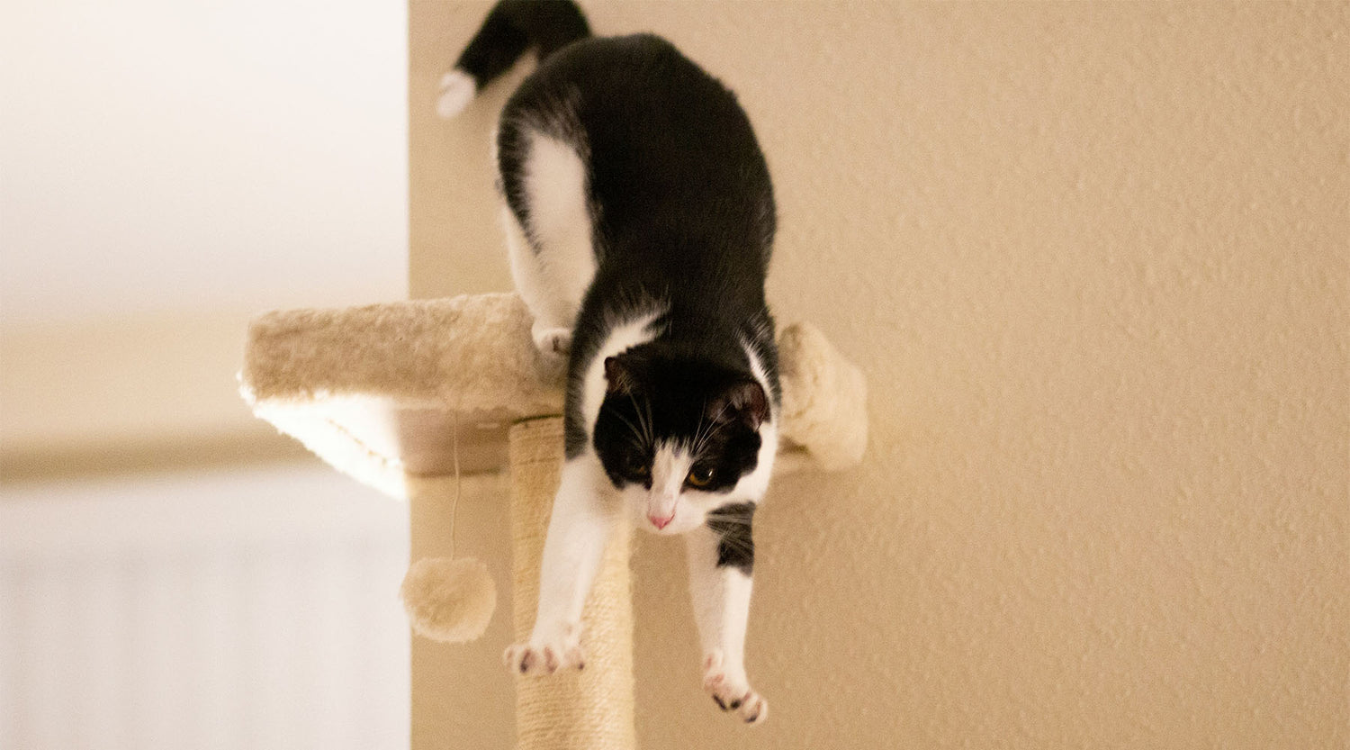 How Do Cats Land On Their Feet? – meowbox