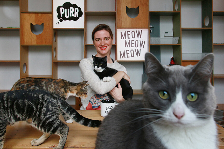 The Best Cat Cafés Around the World – meowbox