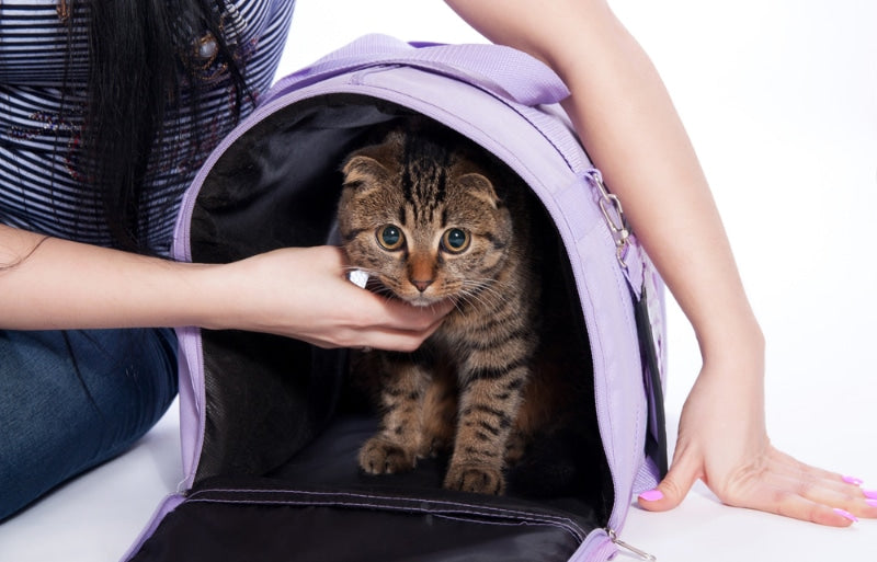 Your Go-To Checklist for Bringing Home a New Cat – meowbox