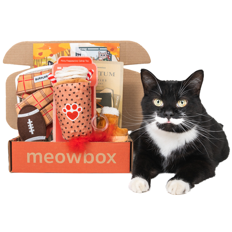 meowbox - A cat subscription box filled with fun unique toys and treat