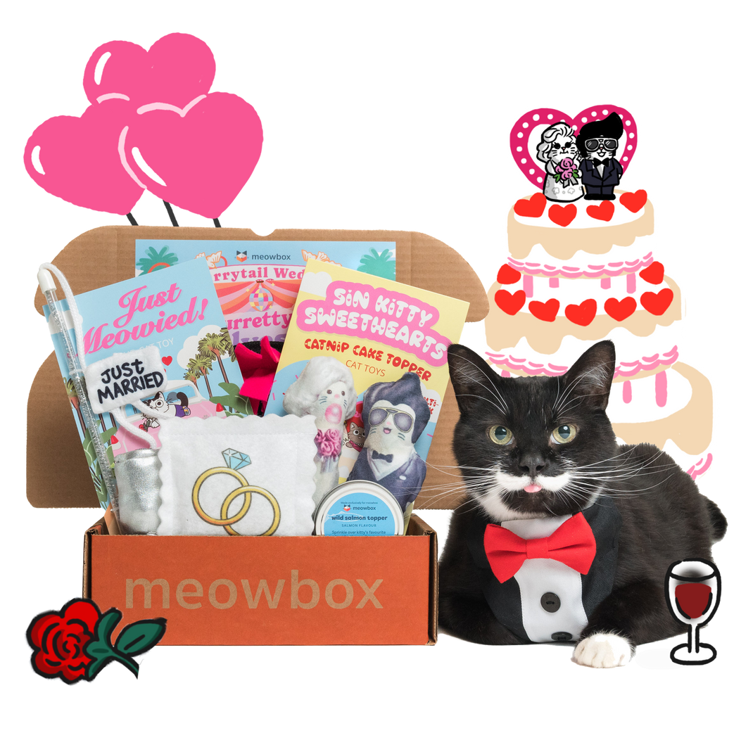 meowbox - A cat subscription box filled with fun unique toys and treat